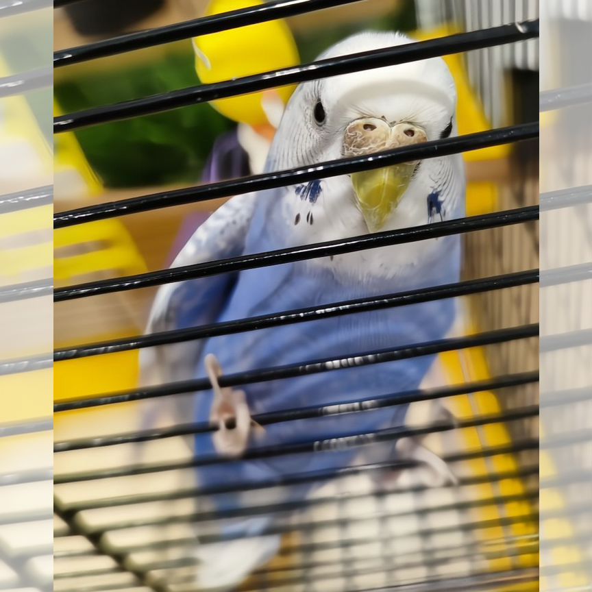 Волнистый попугай   клетка и кормушки