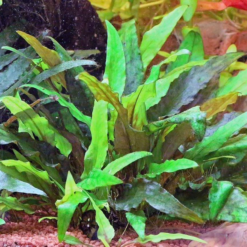 Растение в аквариумное