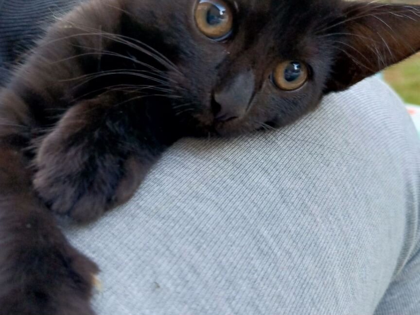 Котята в добрые руки бесплатно