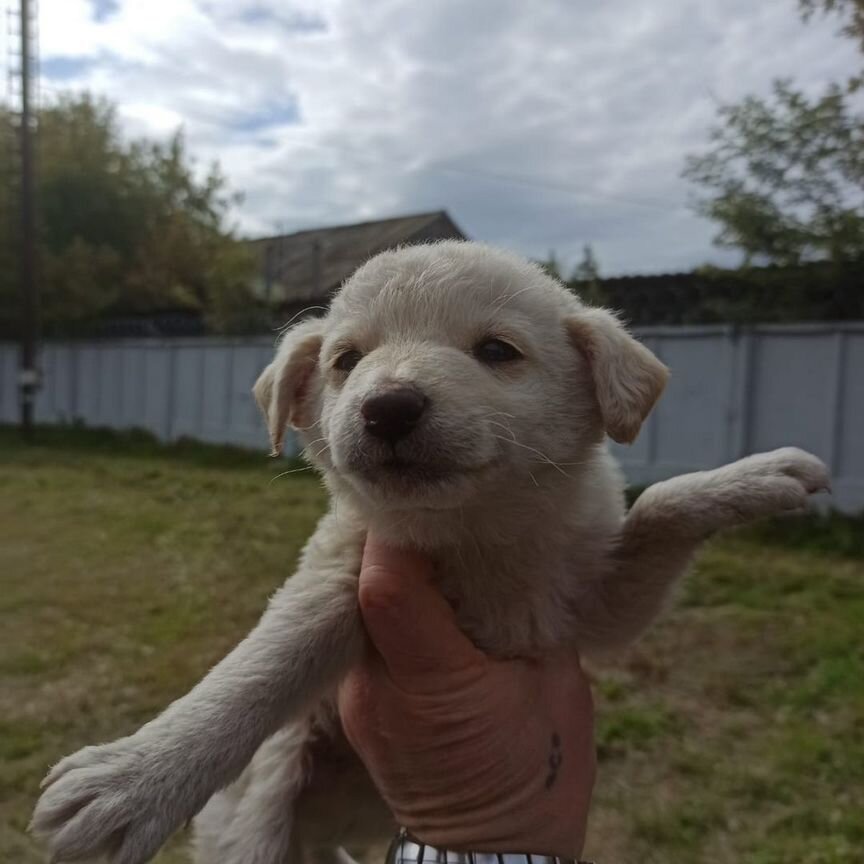 Мальчишки в добрые руки