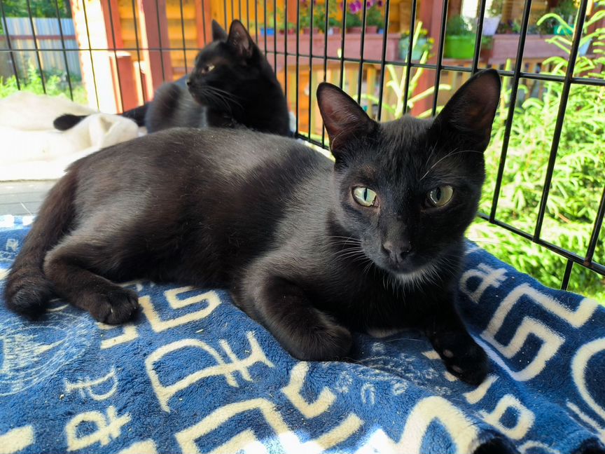 Мини пантера в добрые руки