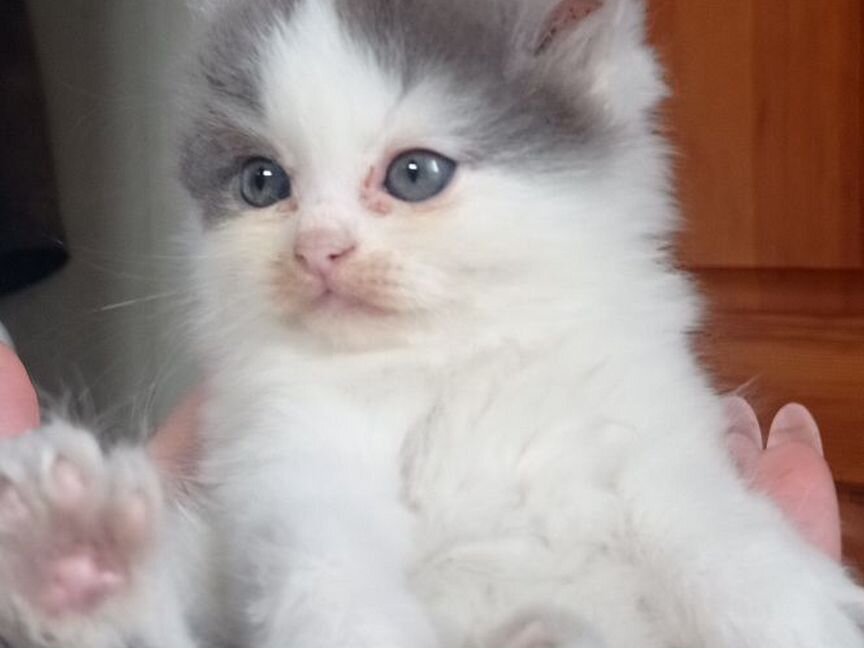 Котята бесплатно