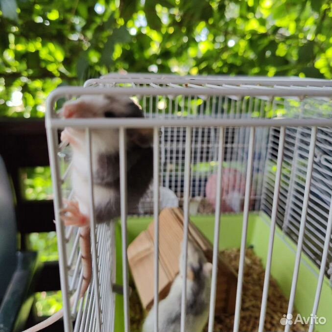 Декоративная крыса