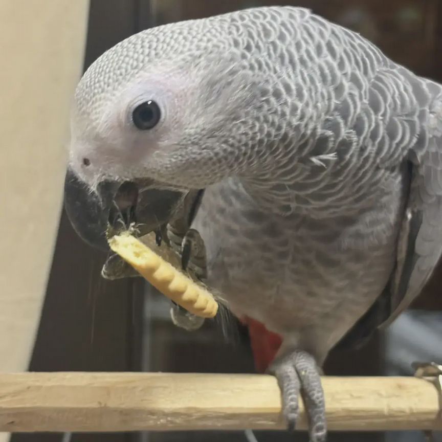 Серый попугай