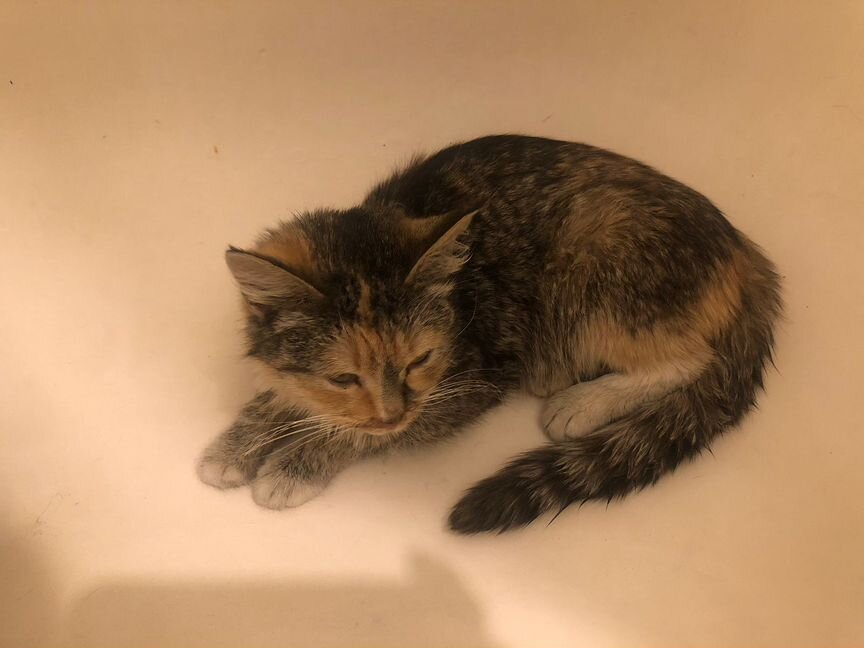 Кошка