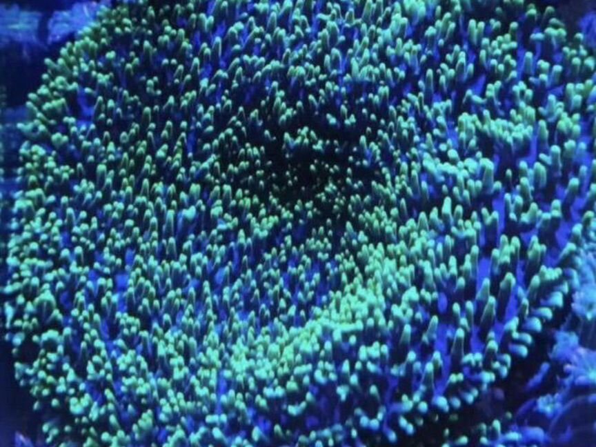 Коралл родактис