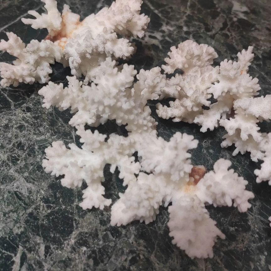 Морские кораллы