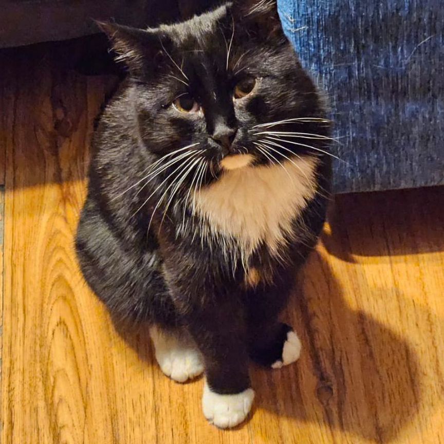 Взрослый кот в добрые руки