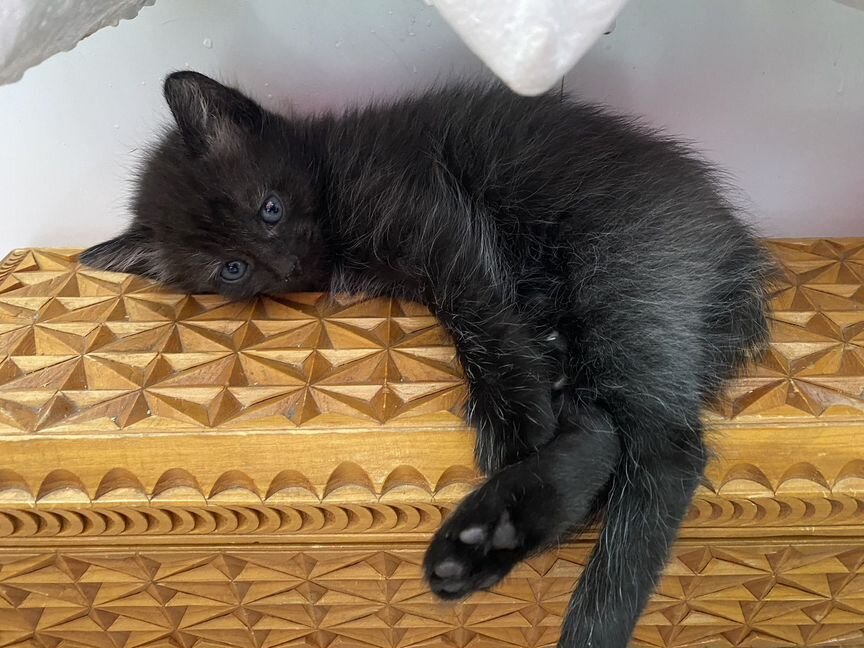 Котята