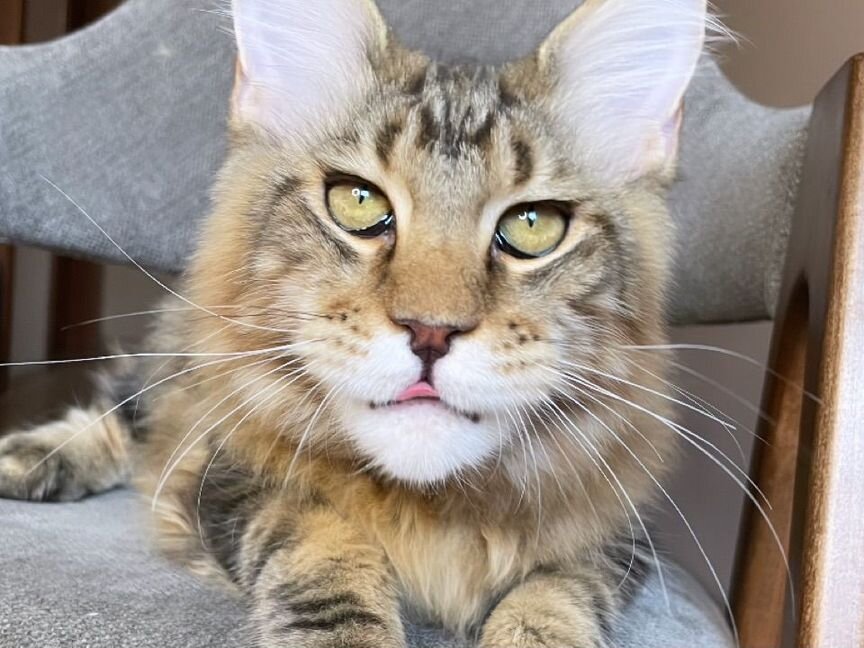 Кекс. Тигр по совместительству