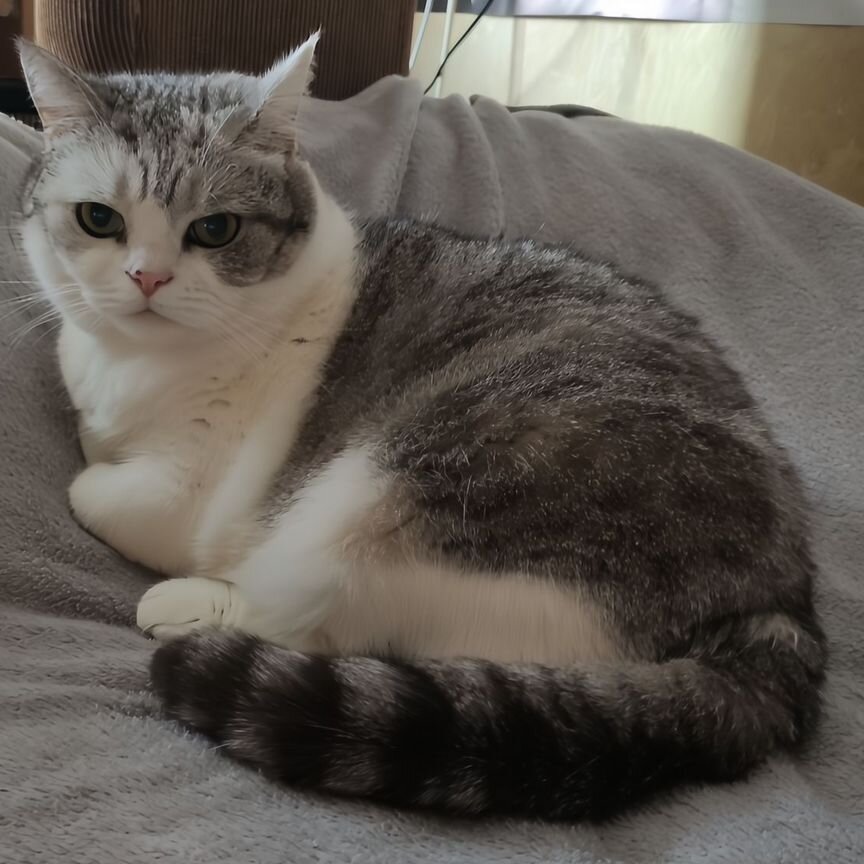 Взрослая, Девочка кошка в добрые руки