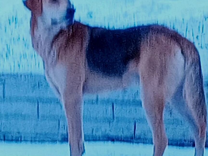 Русская гончая. Молодой кобель