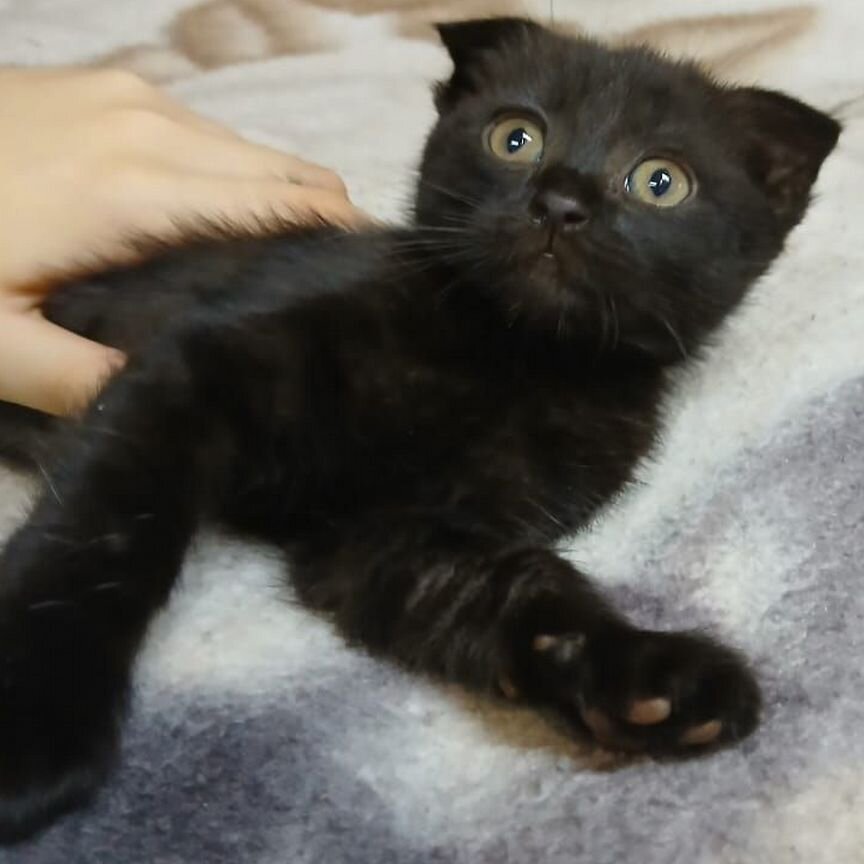 Шотландский вислоухий короткошёрстный котёнок