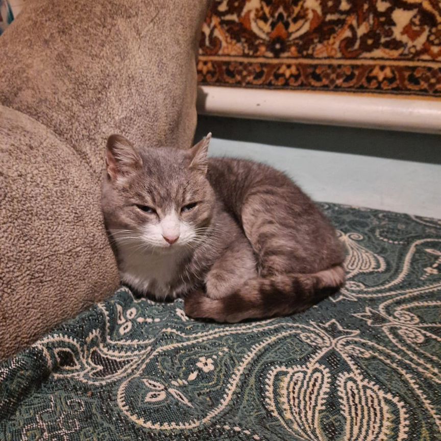 Кошка мышеловка отдам в хороший руки