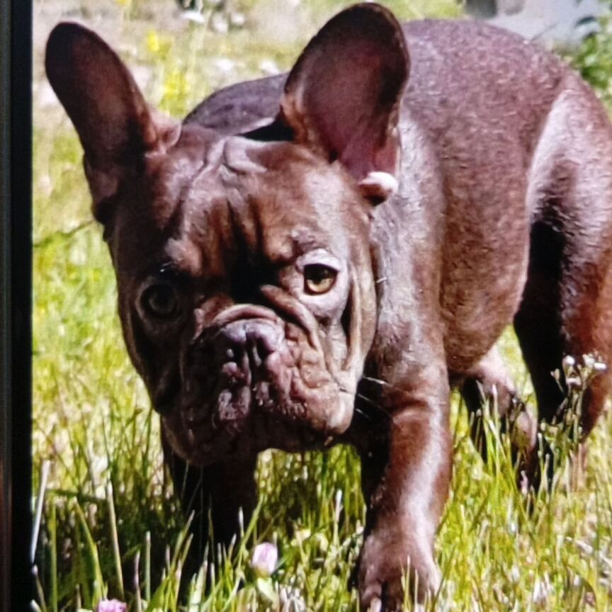 Французский бульдог, взрослая собака