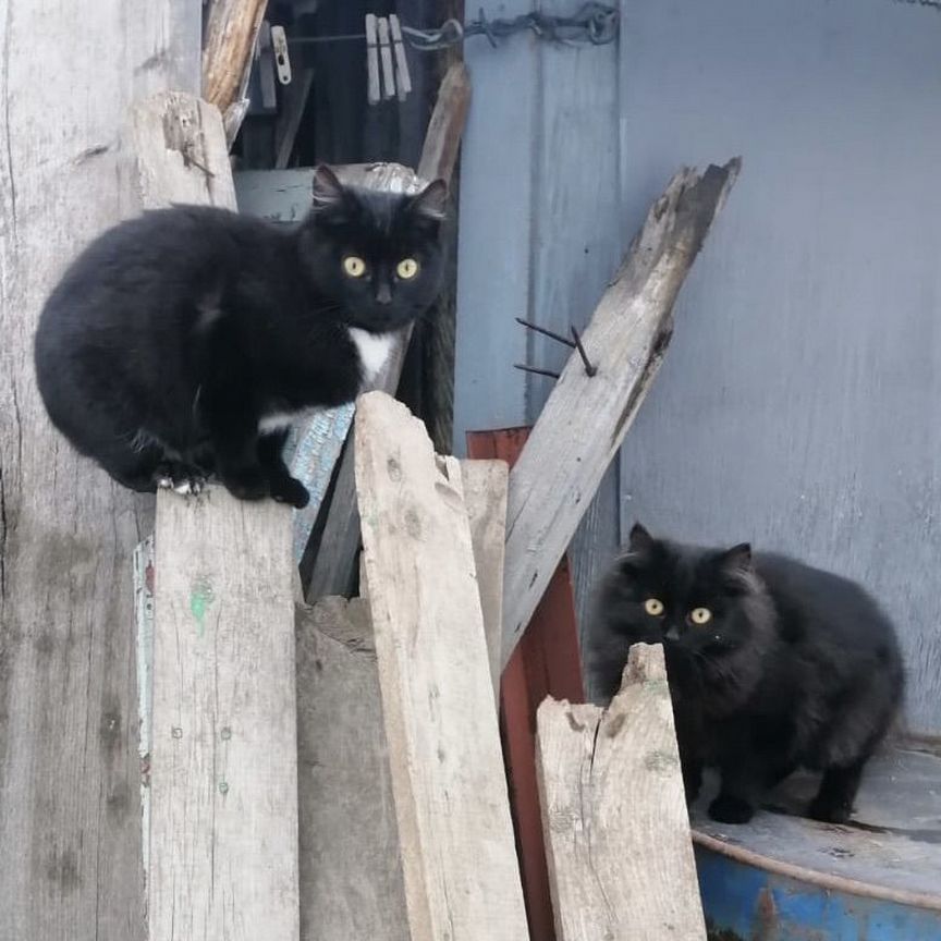 Бездомные кошки