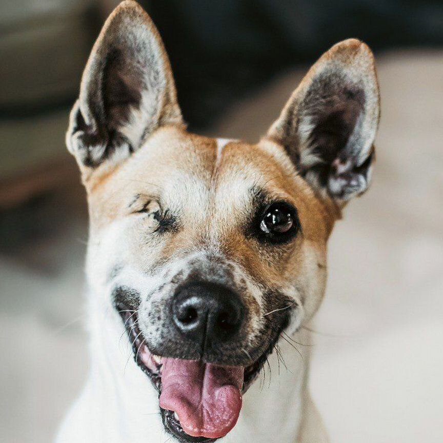 Взрослая собака в добрые руки