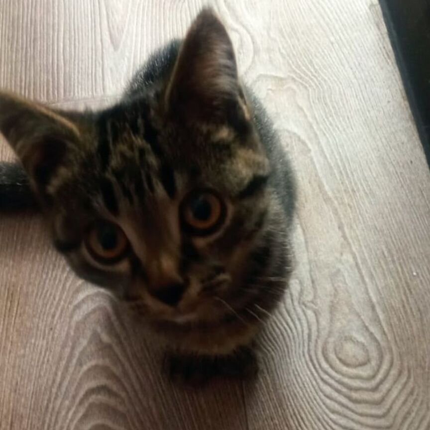 Котенок в добрые руки