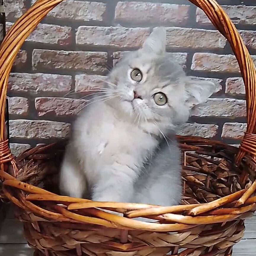 Мальчишка голубая золотая шиншилла