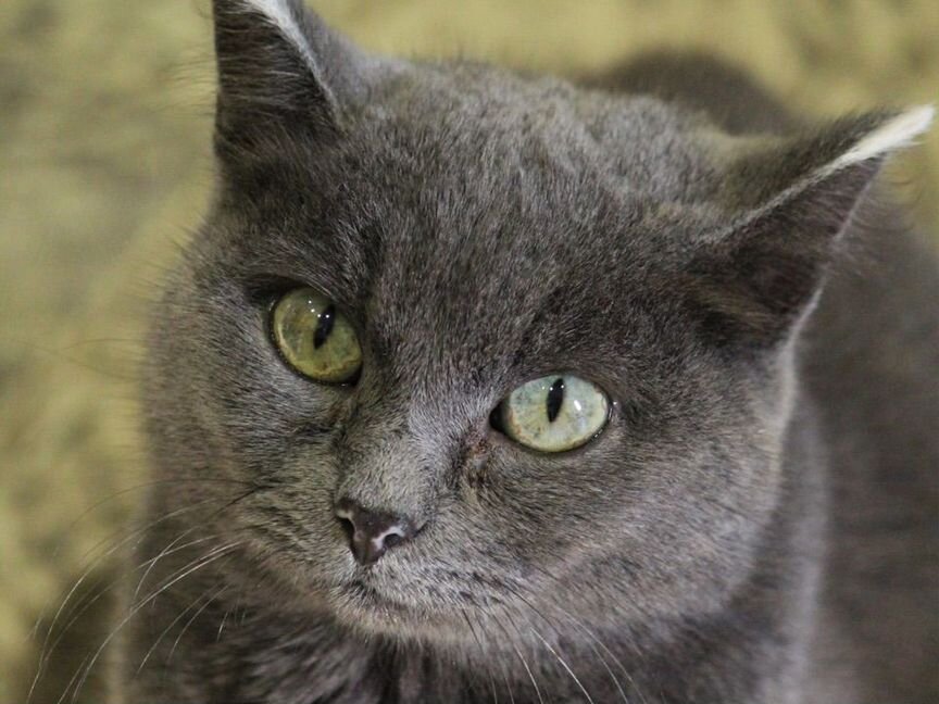 Ласковая кошка