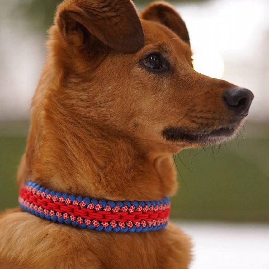 Ошейники для собак и кошек (Lovely)