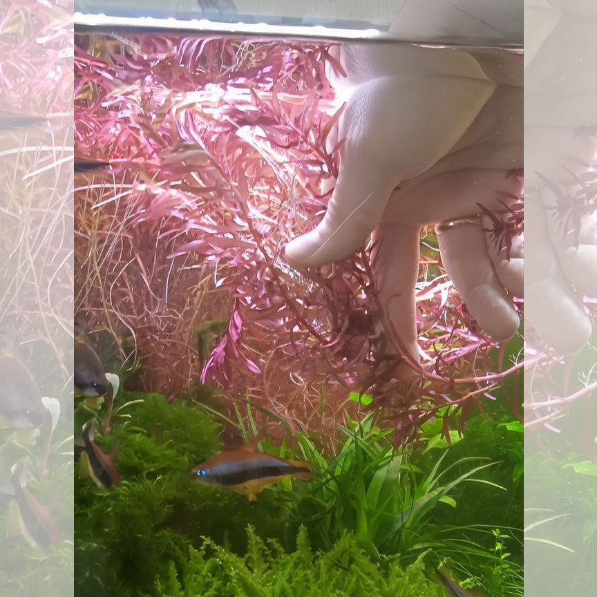 Ротала колората ред