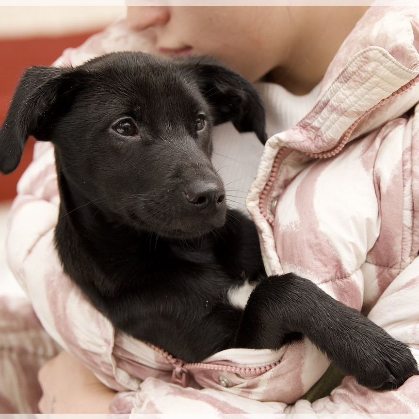 Лабрадор-ретривер, щенок