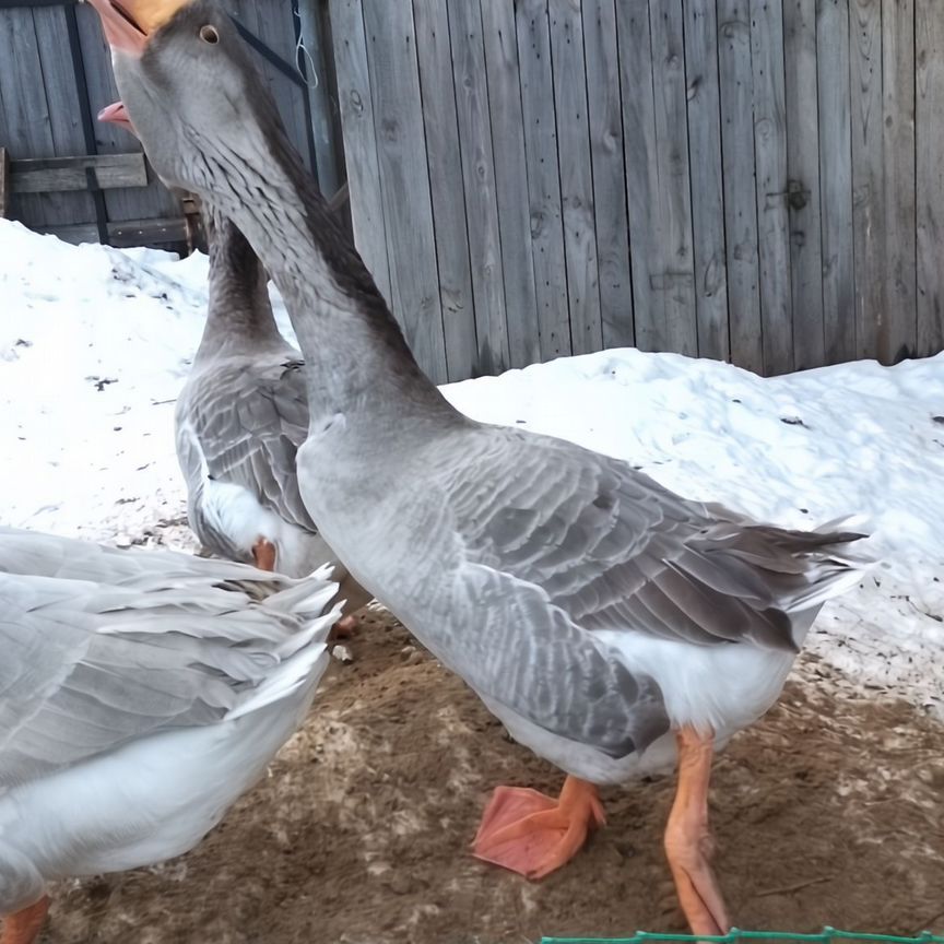 Холмогорский гусак