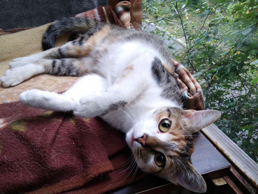 Кошка Алиска 1годик,стерилизована