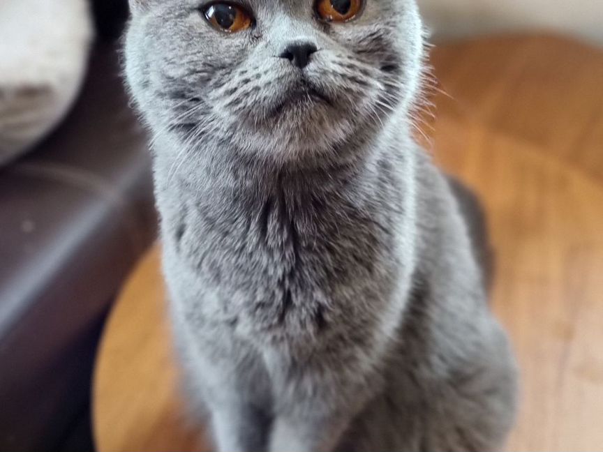 Кошка Сара