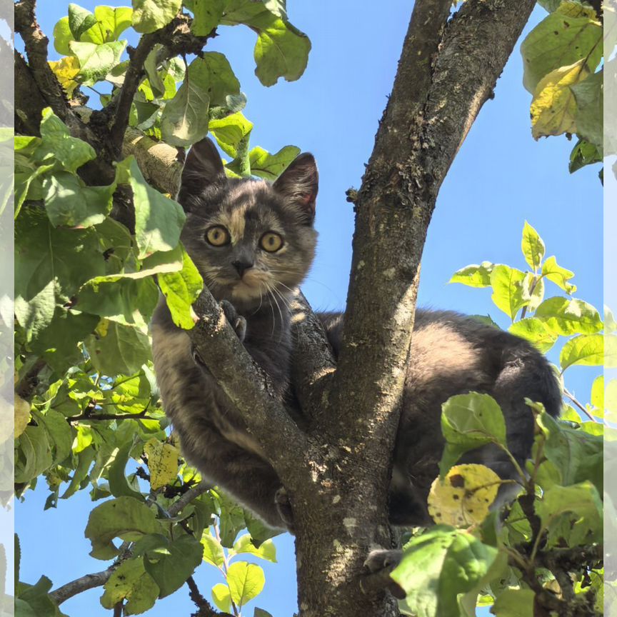 Котенок серо рыжий