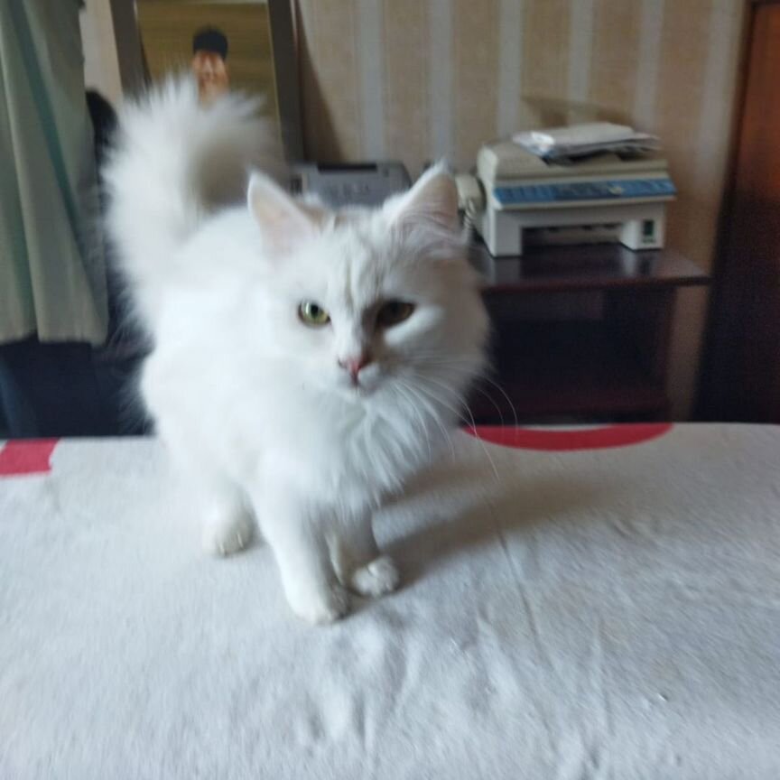 Кошки в добрые руки