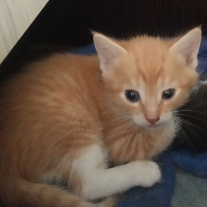 Рыжий котенок