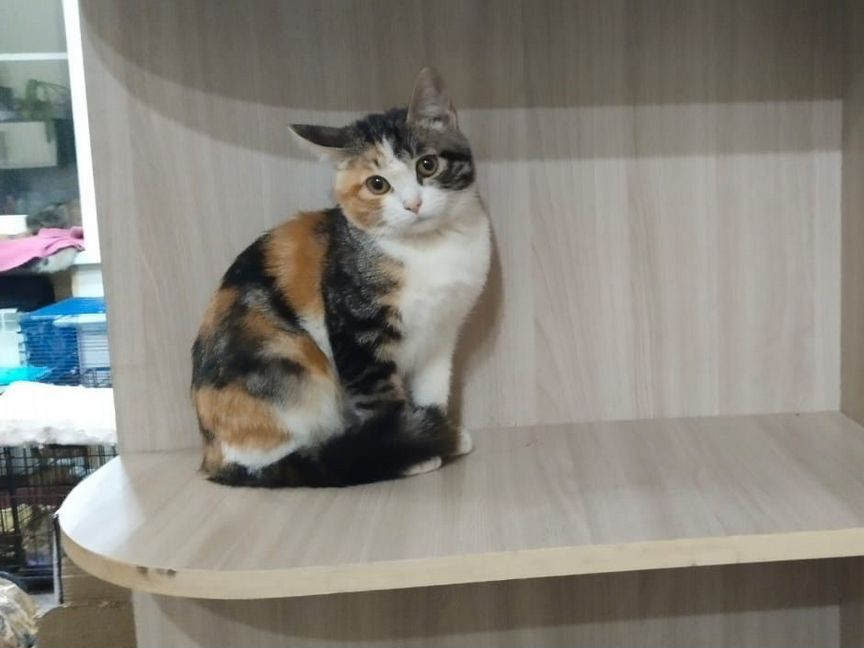 Трехцветный котенок девочка