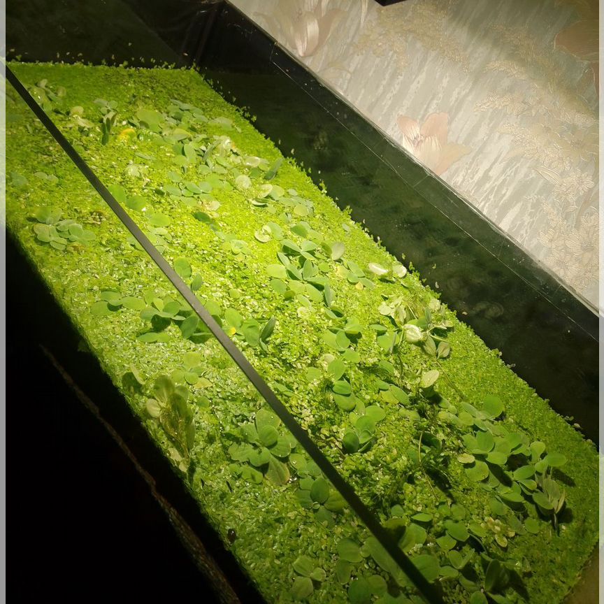 Пистия, ряска