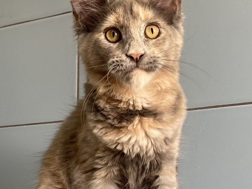 Голубокремовая черепашка. С документами