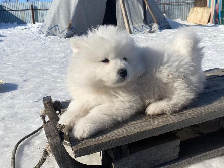 Самоедская лайка щенки