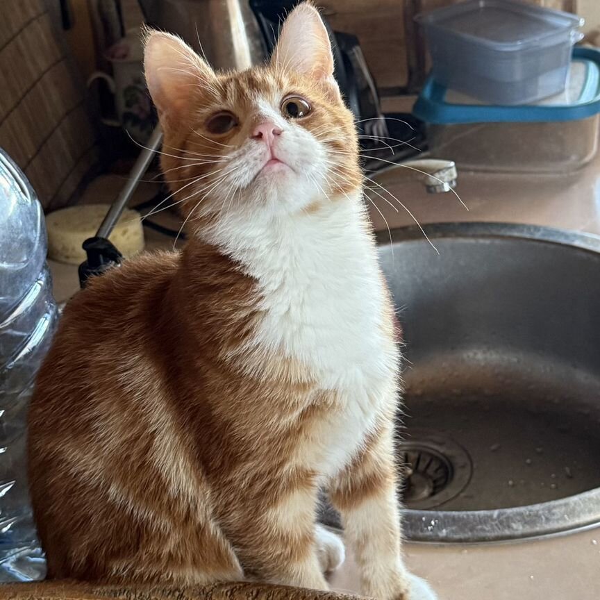 Котёнок в добрые руки