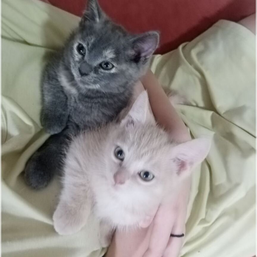 Кошки