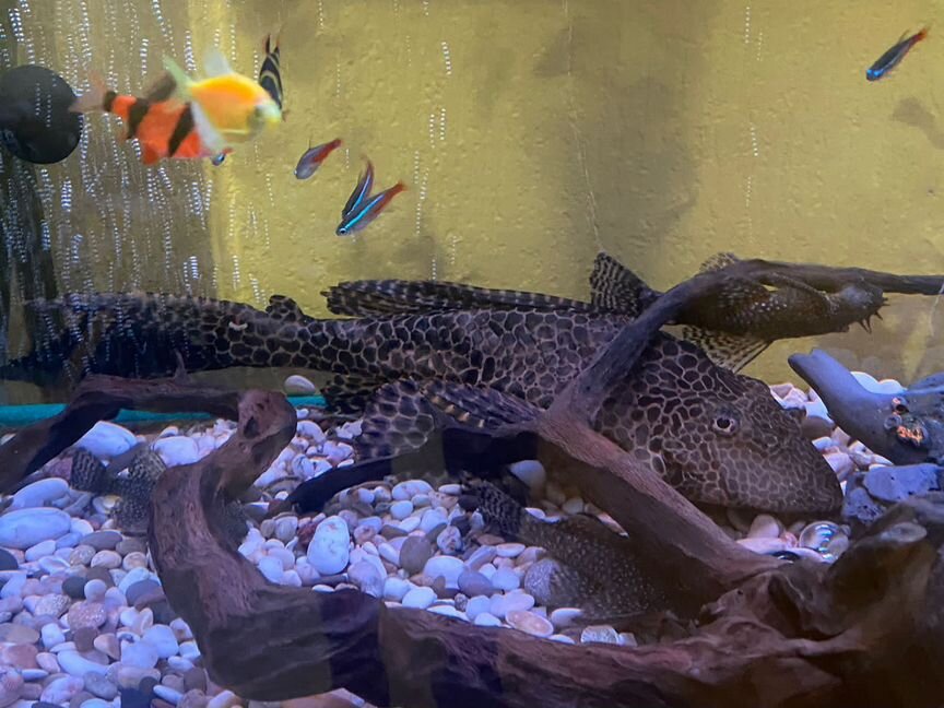 Парчовый сом 30-35 см