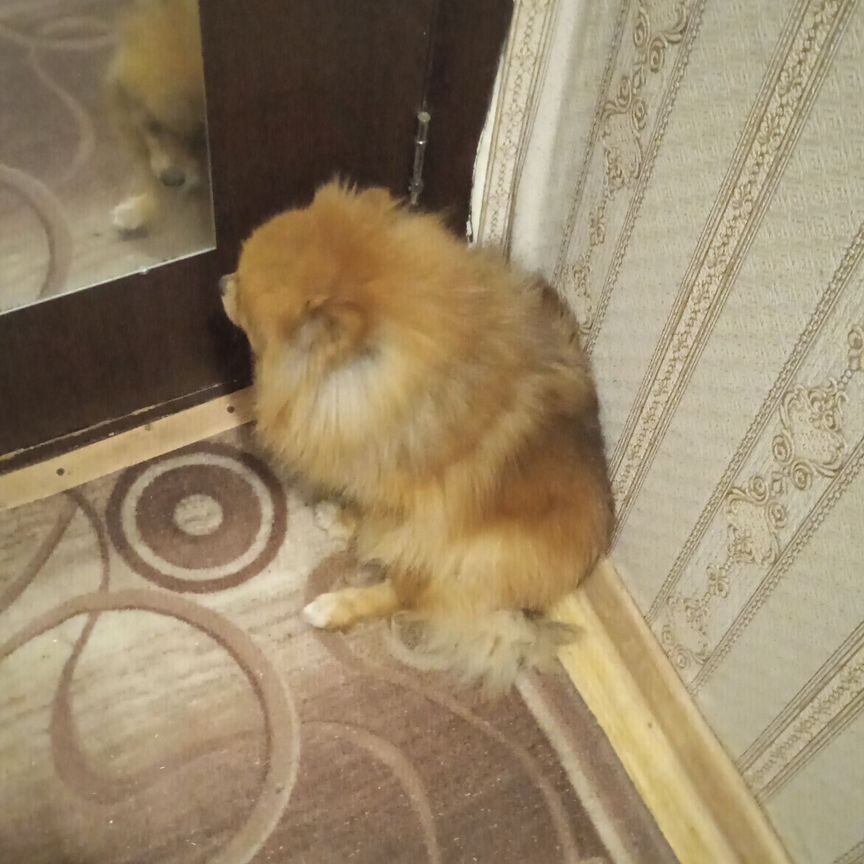 Немецкий шпиц
