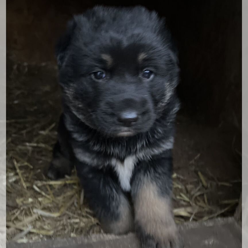Немецкая овчарка, щенок