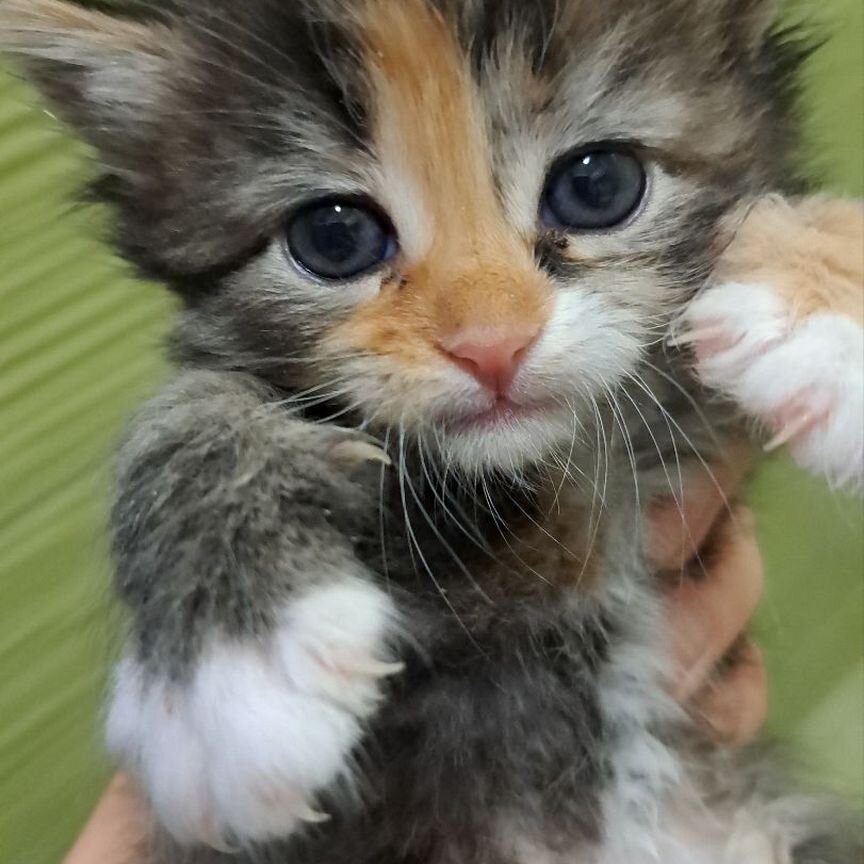 Очень нужен дом девочка котенок