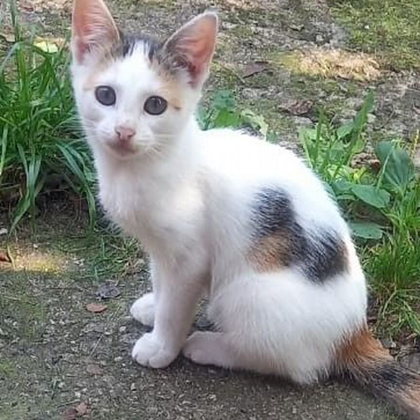 Кошечка Зося принесет в ваш дом счастье