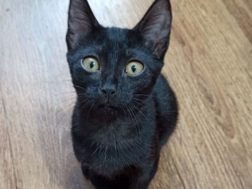 Малышки ищут дом