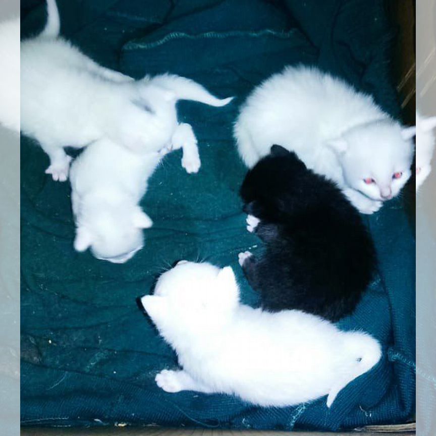 Котятки
