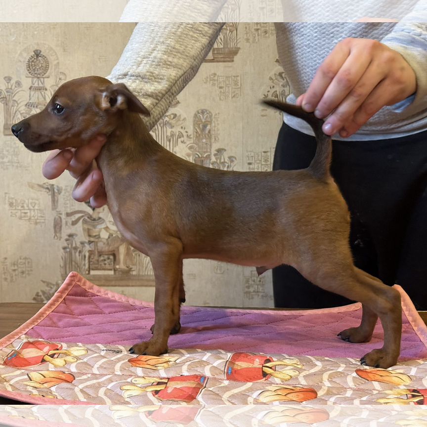 Цвергпинчер, щенок