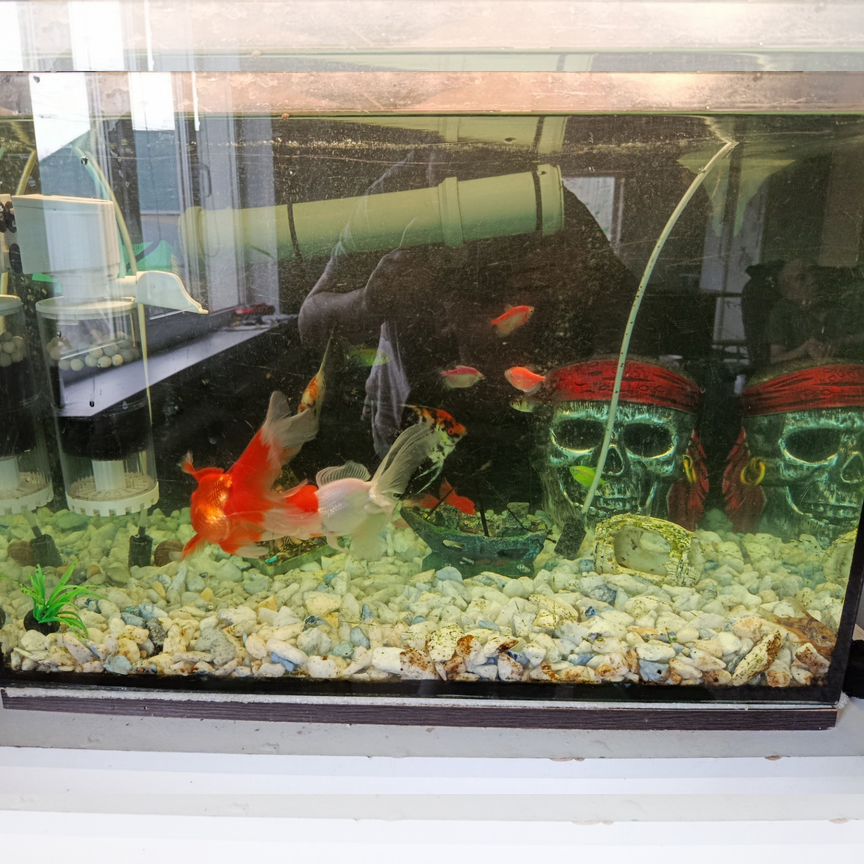 Аквариум с рыбками
