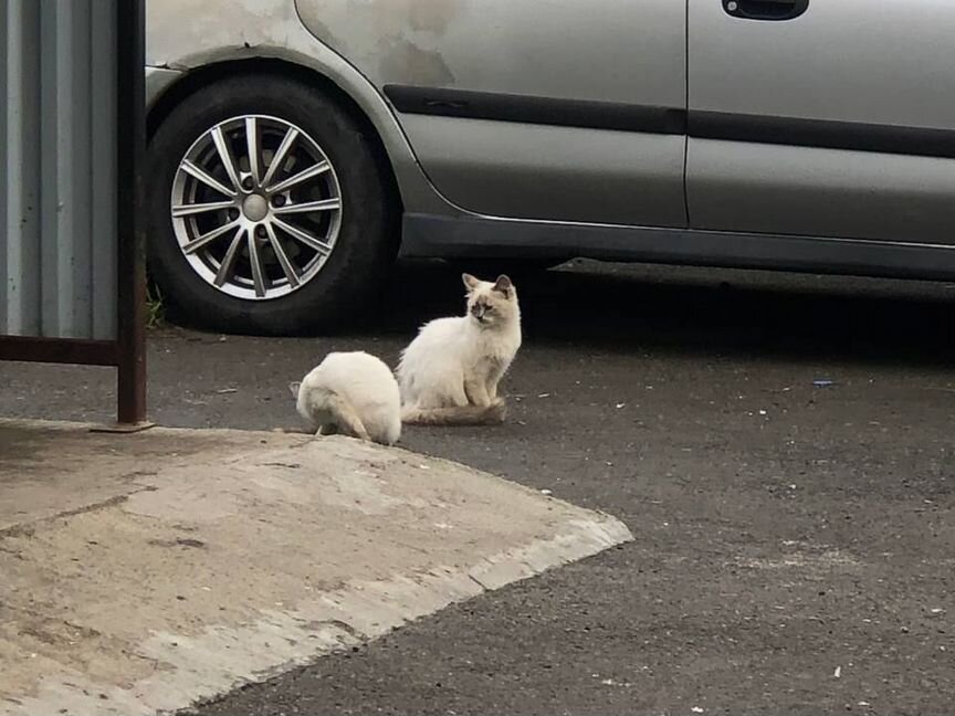 Котята в добрые руки