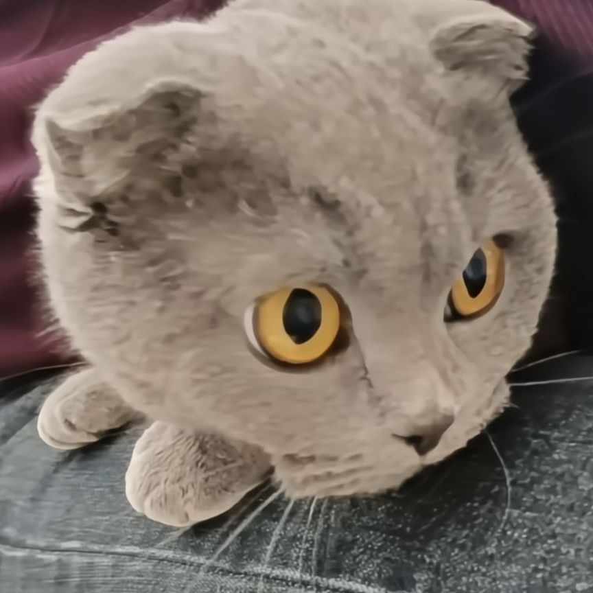 Взрослая, кошка в добрые руки